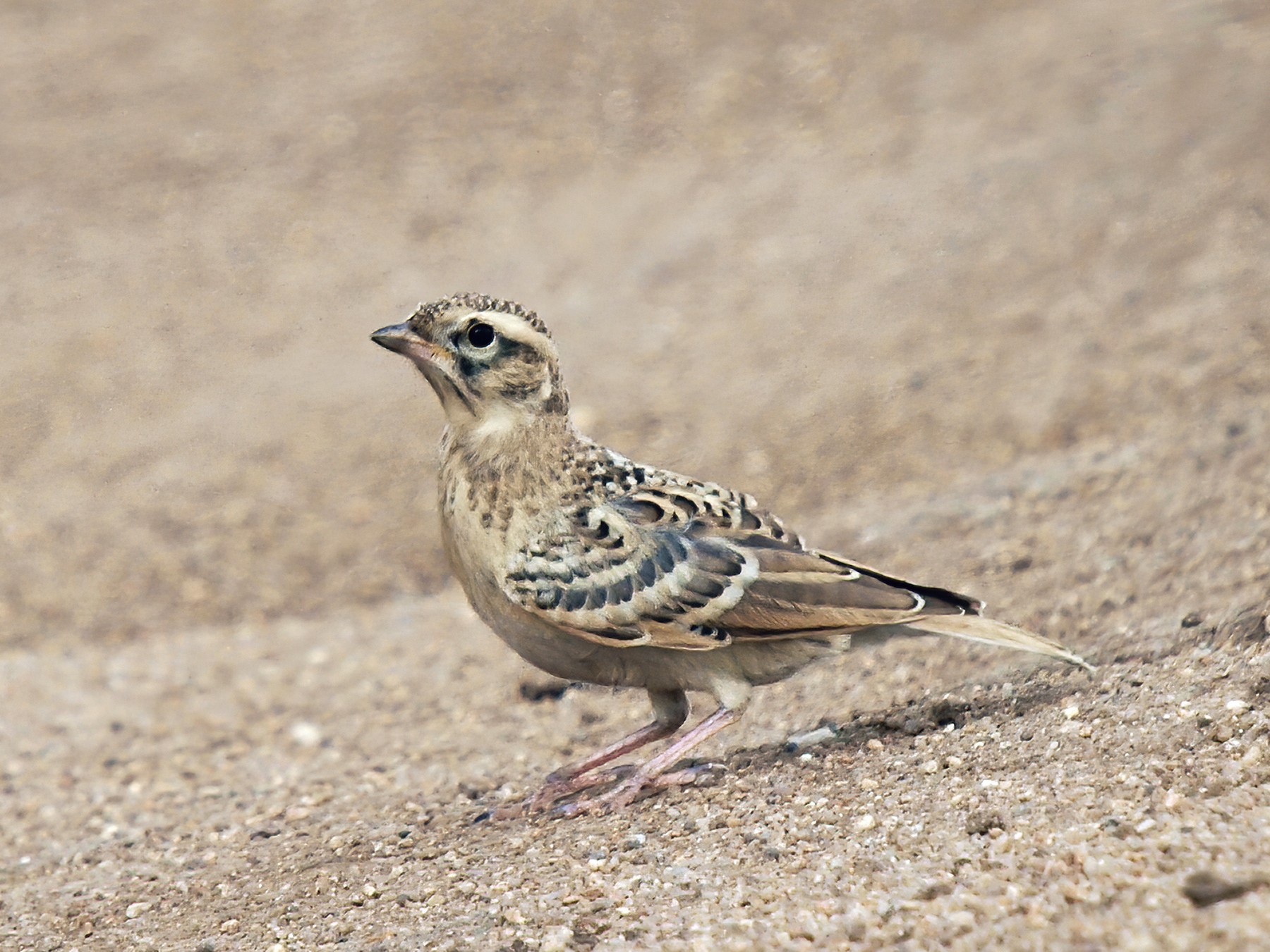 Mongolian Short-toed Lark - eBird