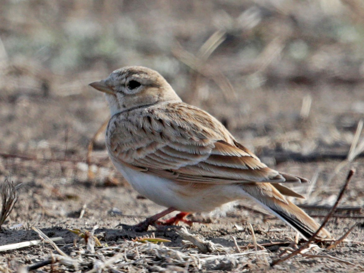 Asian Short-toed Lark - eBird