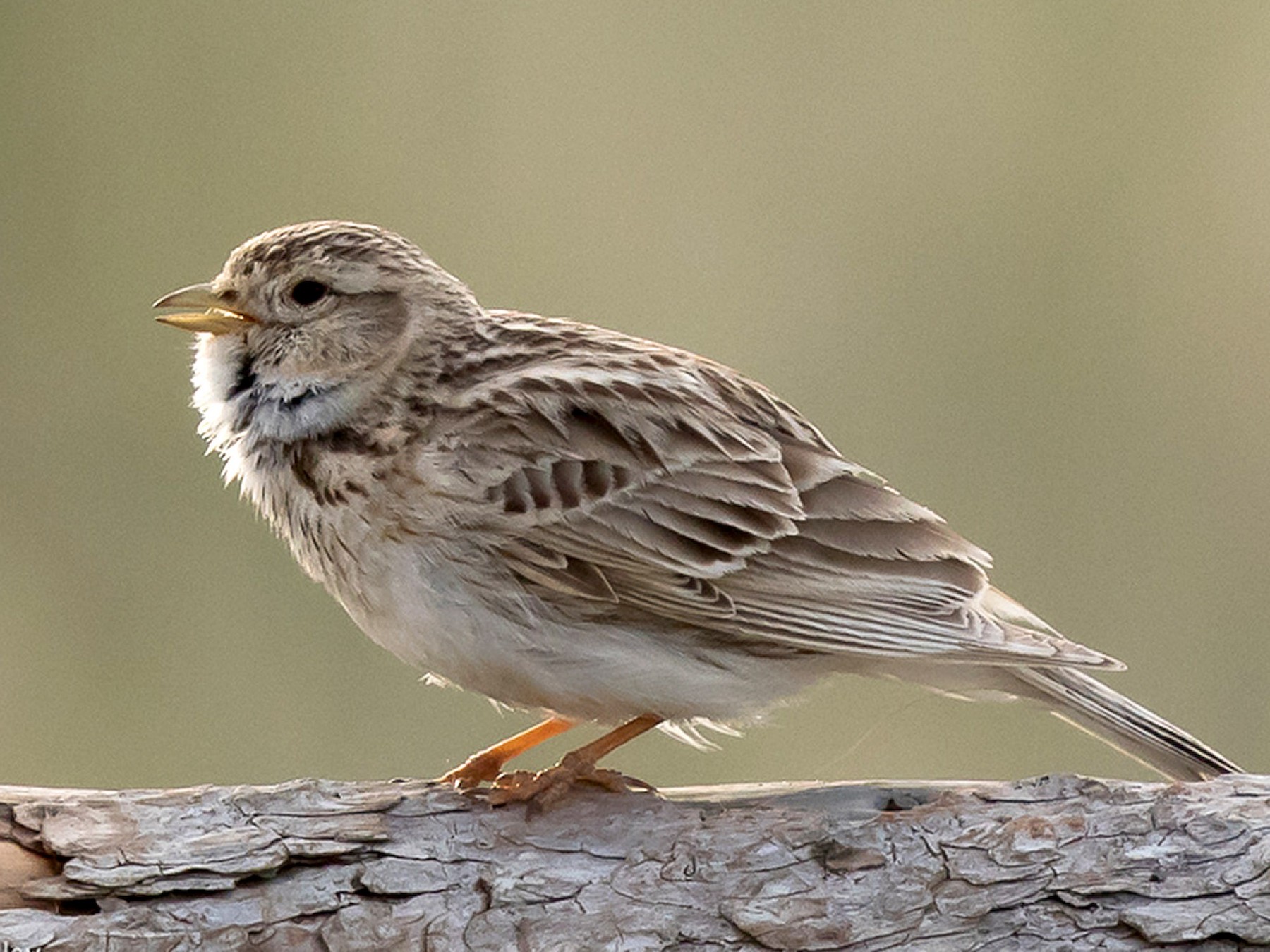 Asian Short-toed Lark - eBird