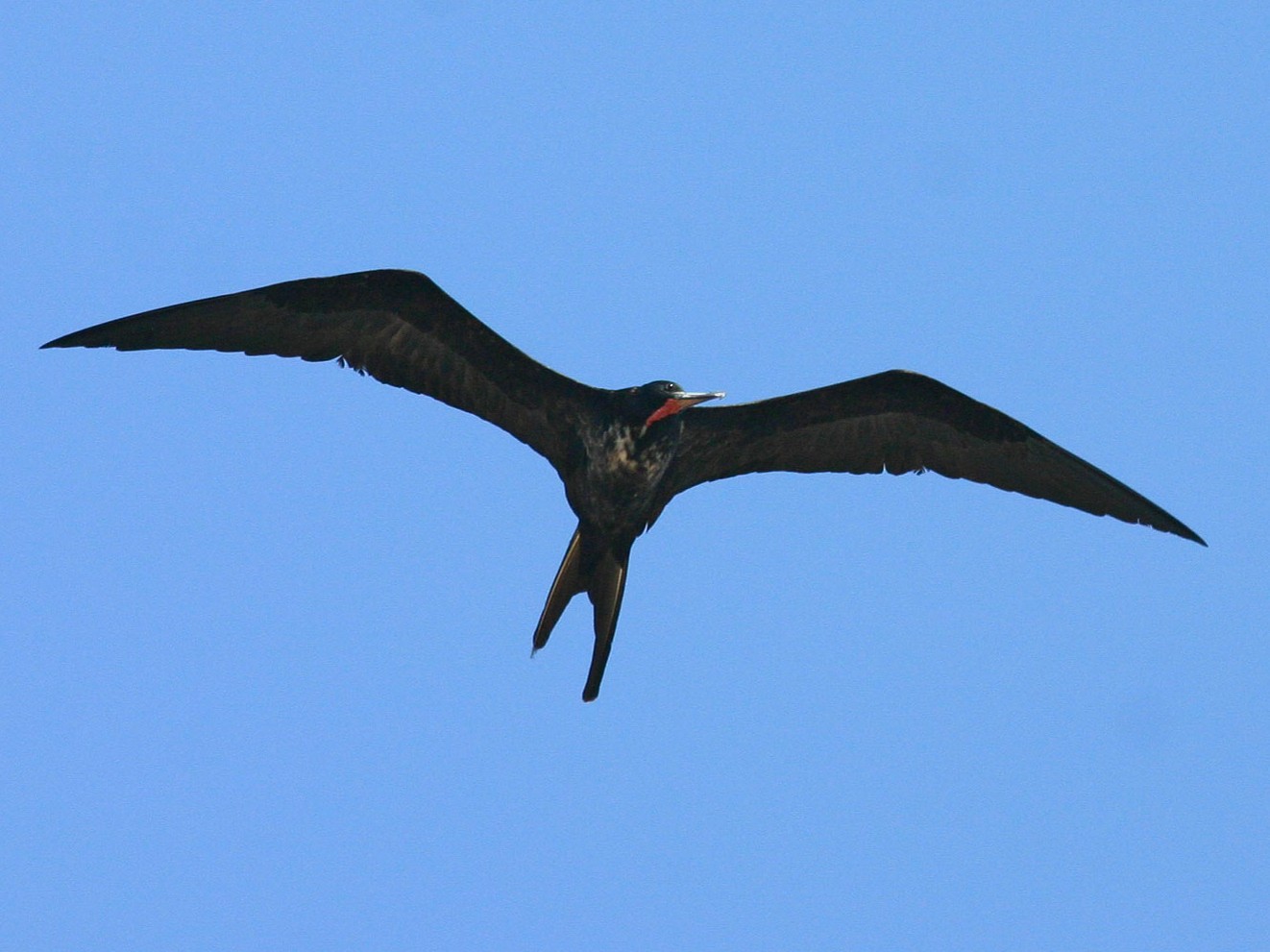 Magnificent Frigatebird - eBird