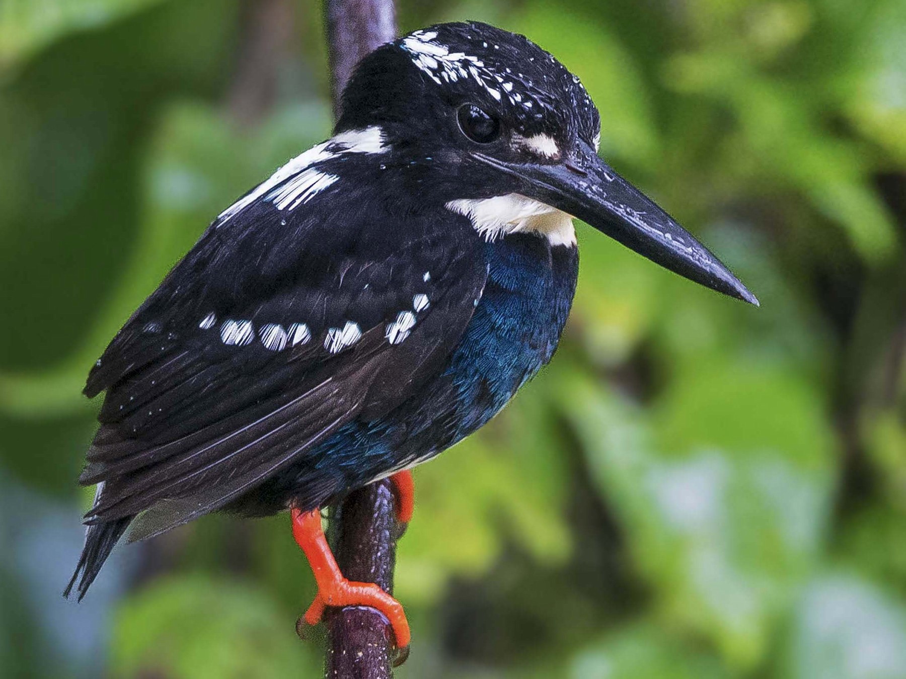 Southern Silvery-Kingfisher - eBird