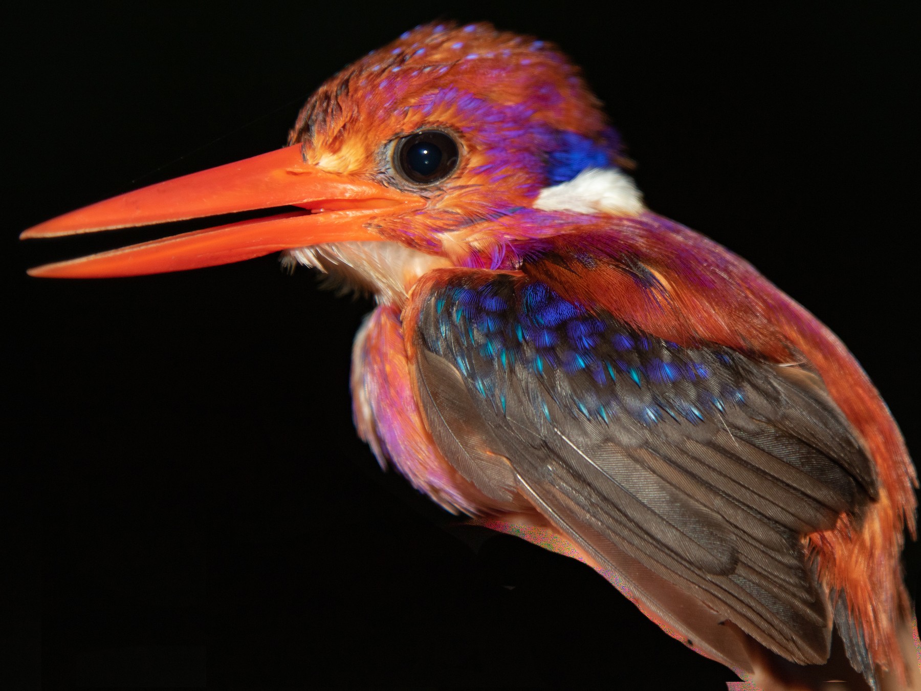 Martín pigmeo filipino - eBird