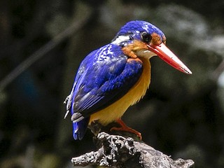 Dimorphic Dwarf-Kingfisher - Ceyx margarethae - Birds of the World