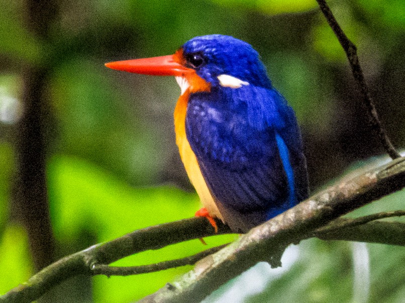 Ceyx margarethae - eBird