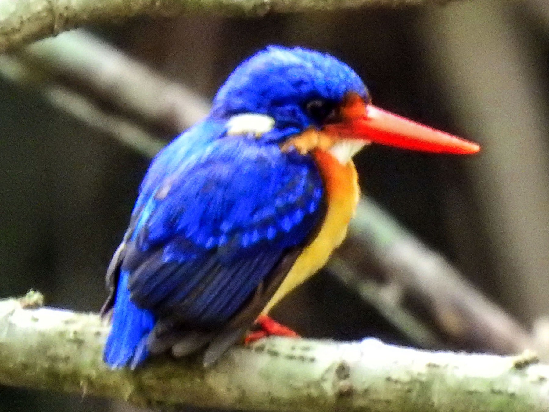 Dimorphic Dwarf-Kingfisher - eBird