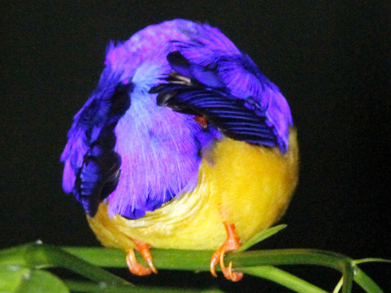 Dimorphic Dwarf Kingfisher - eBird