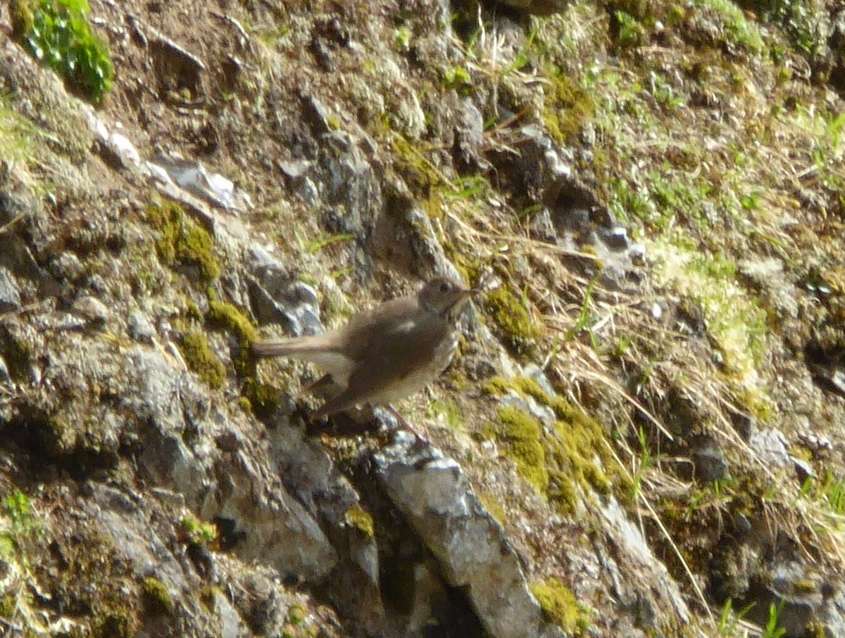 eBird Checklist - 19 Jun 2021 - Alaska Maritime NWR--Hall Island - 1 ... eBird Checklist - 19 Jun 2021 - Alaska Maritime NWR--Hall Island - 1 ...