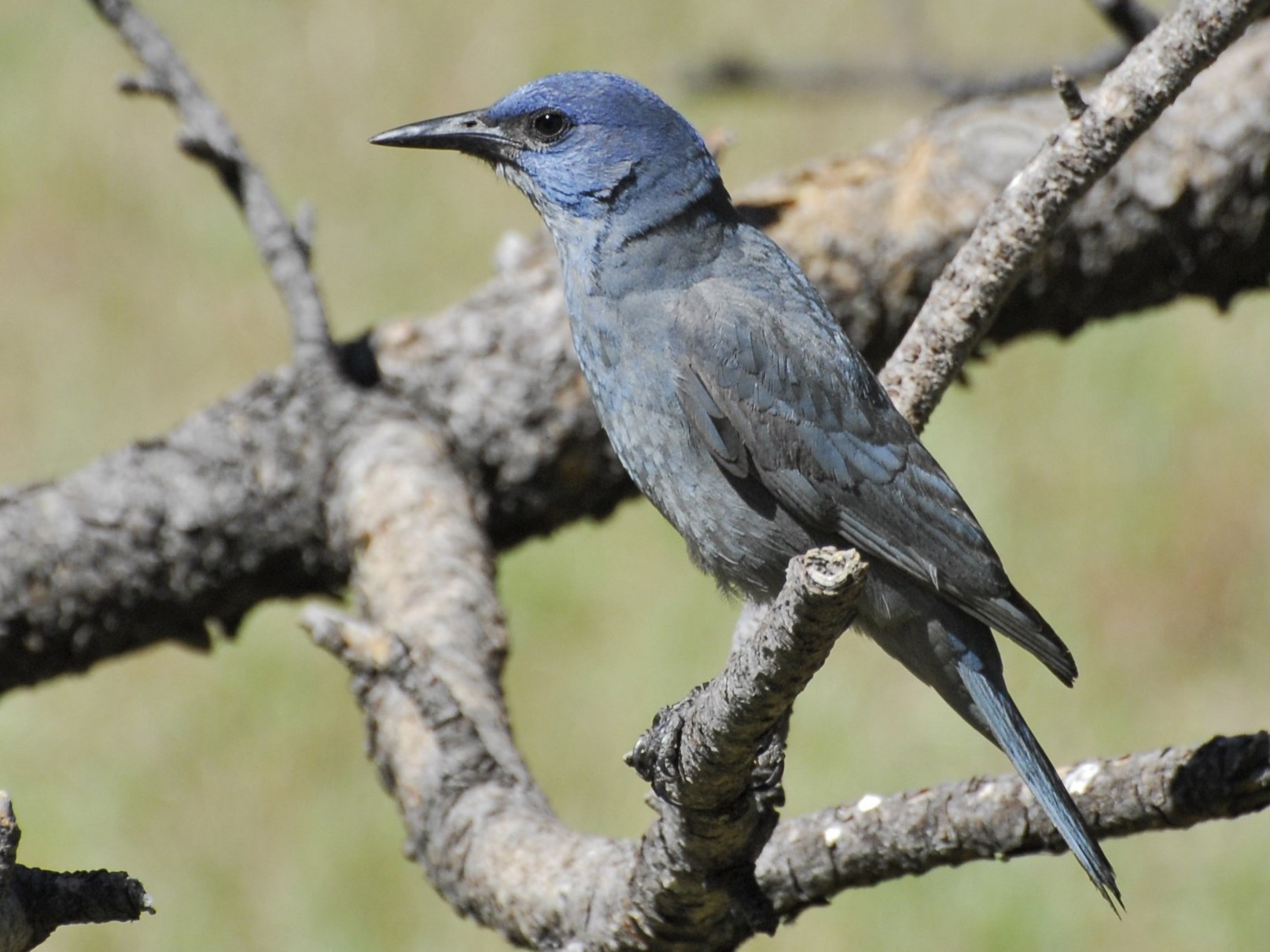Pinyon Jay - eBird