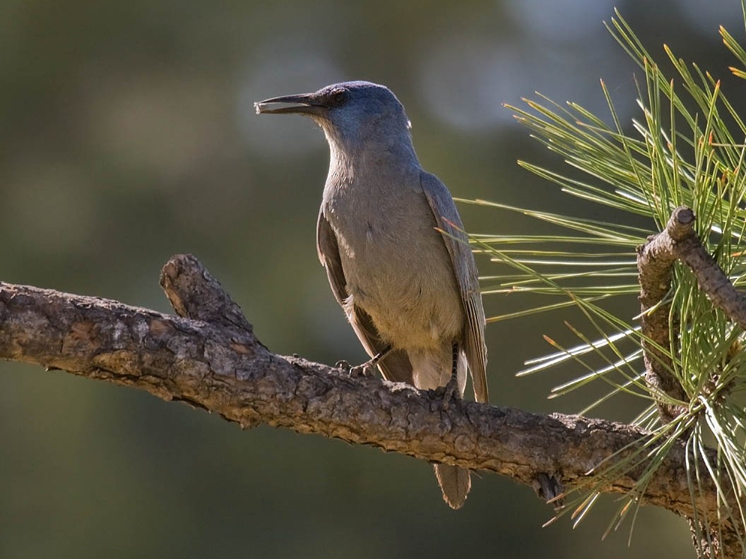 Pinyon Jay - eBird