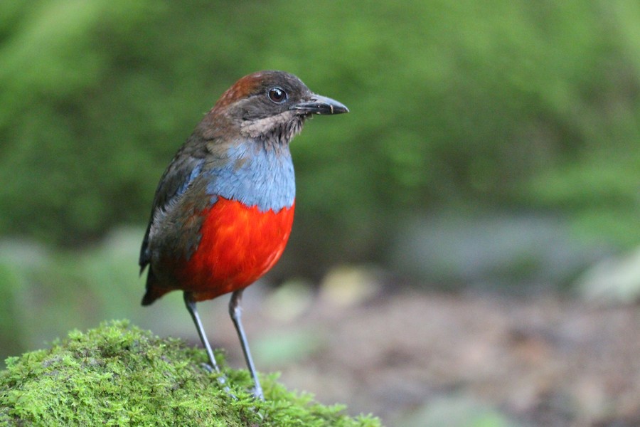 Whiskered Pitta - eBird