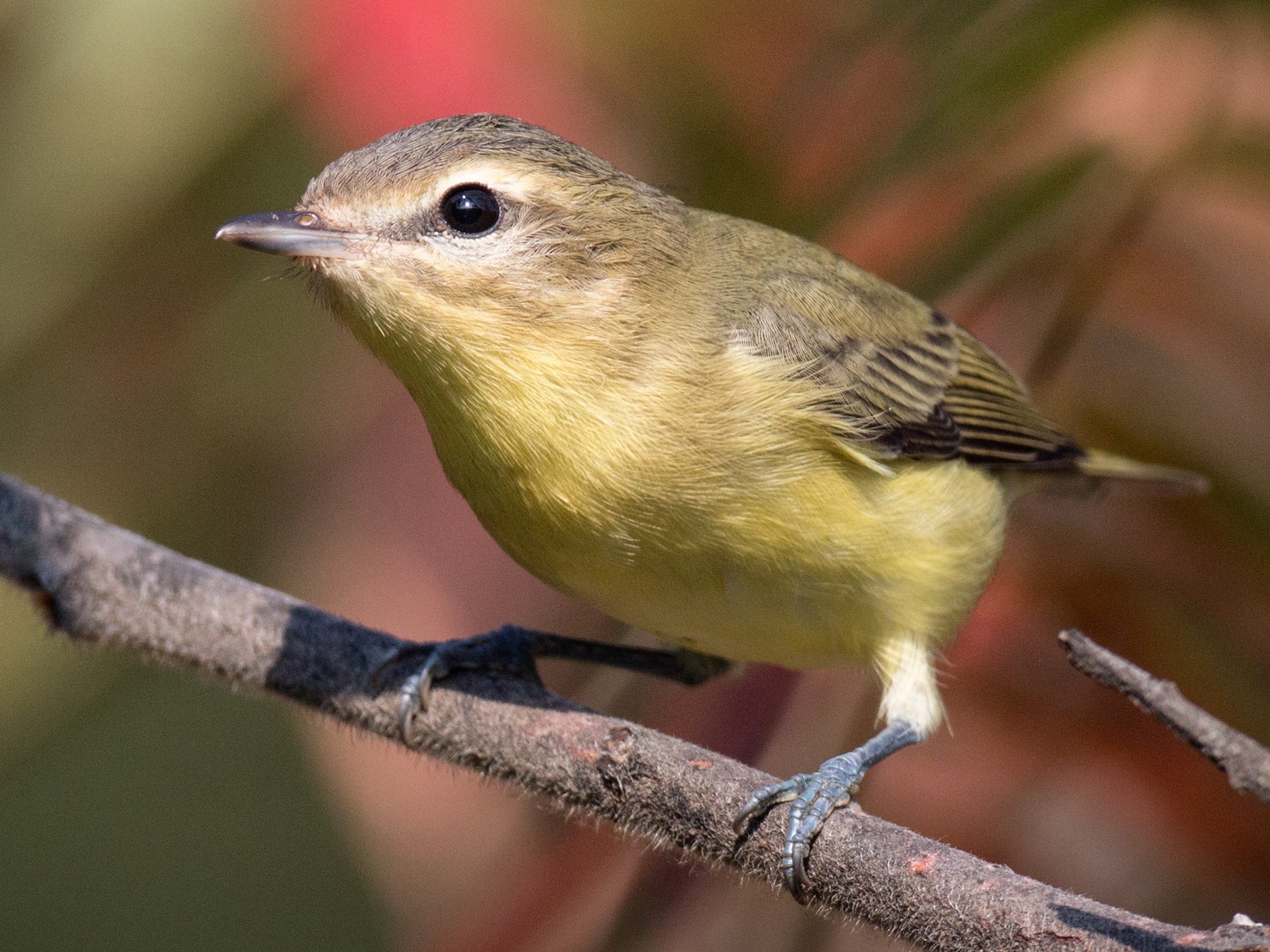 Philadelphia Vireo - eBird