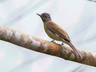 Mindoro Bulbul - Hypsipetes mindorensis - Birds of the World