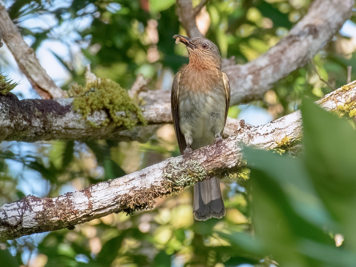 Philippine Bulbul - Hypsipetes philippinus - Birds of the World