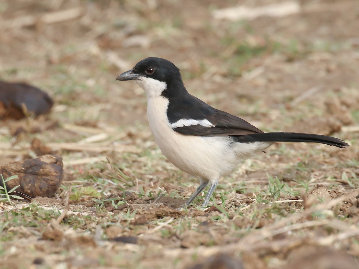 Ethiopian Boubou - Laniarius aethiopicus - Birds of the World
