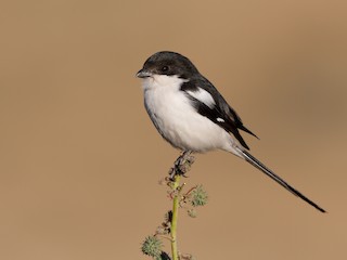 Northern Fiscal - Lanius humeralis - Birds of the World