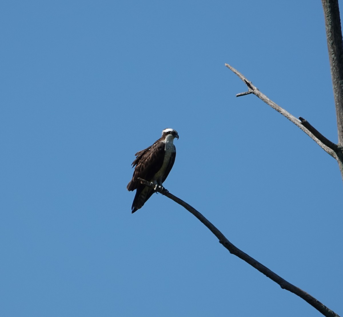 eBird Checklist - 11 Sep 2021 - John Heinz NWR--impoundment (Philadelphia Co.) - 28 species