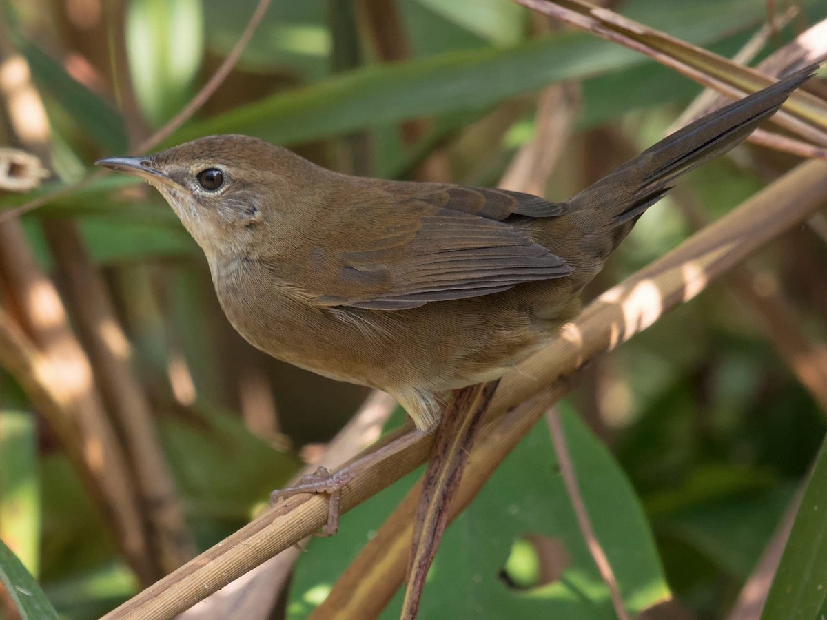 Russet Bush Warbler - Locustella mandelli - Birds of the World