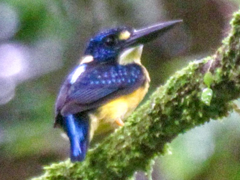 North Solomons Dwarf Kingfisher (North Solomons) - eBird