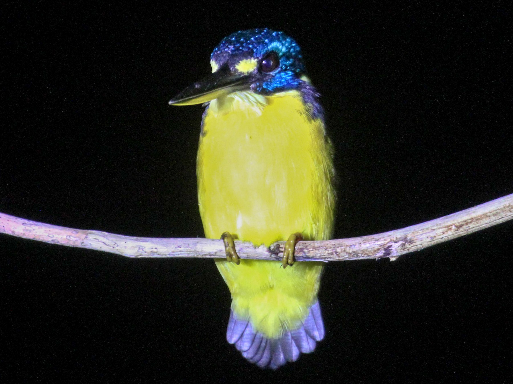 North Solomons Dwarf-Kingfisher - eBird