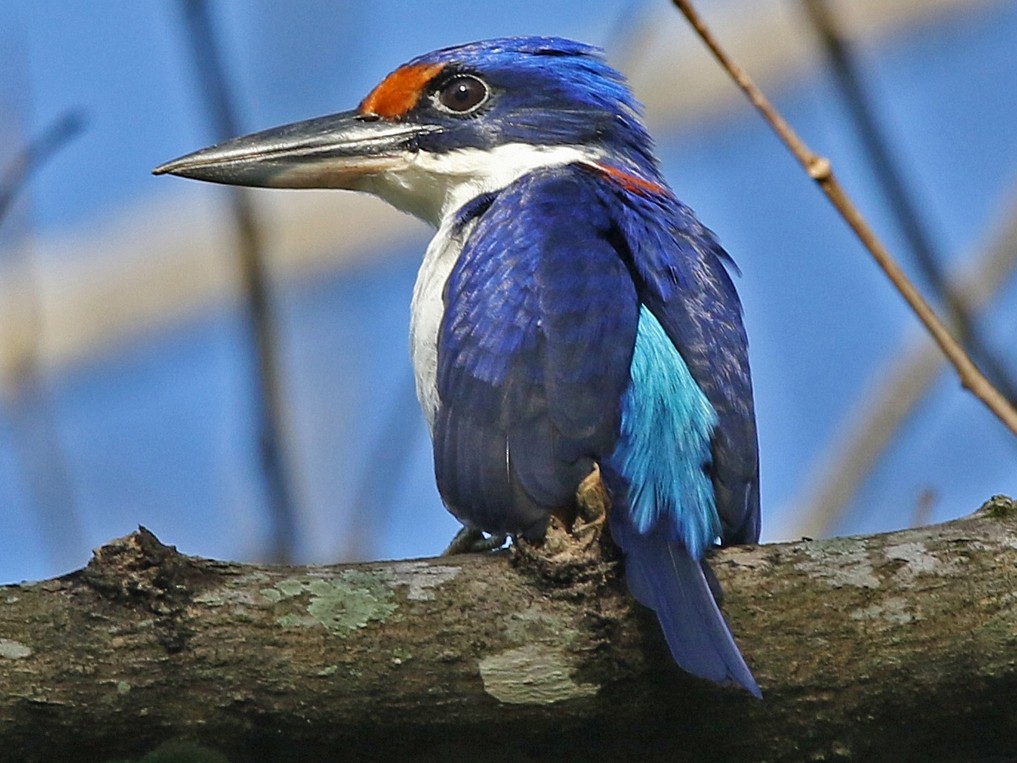 Rufous-lored Kingfisher - eBird