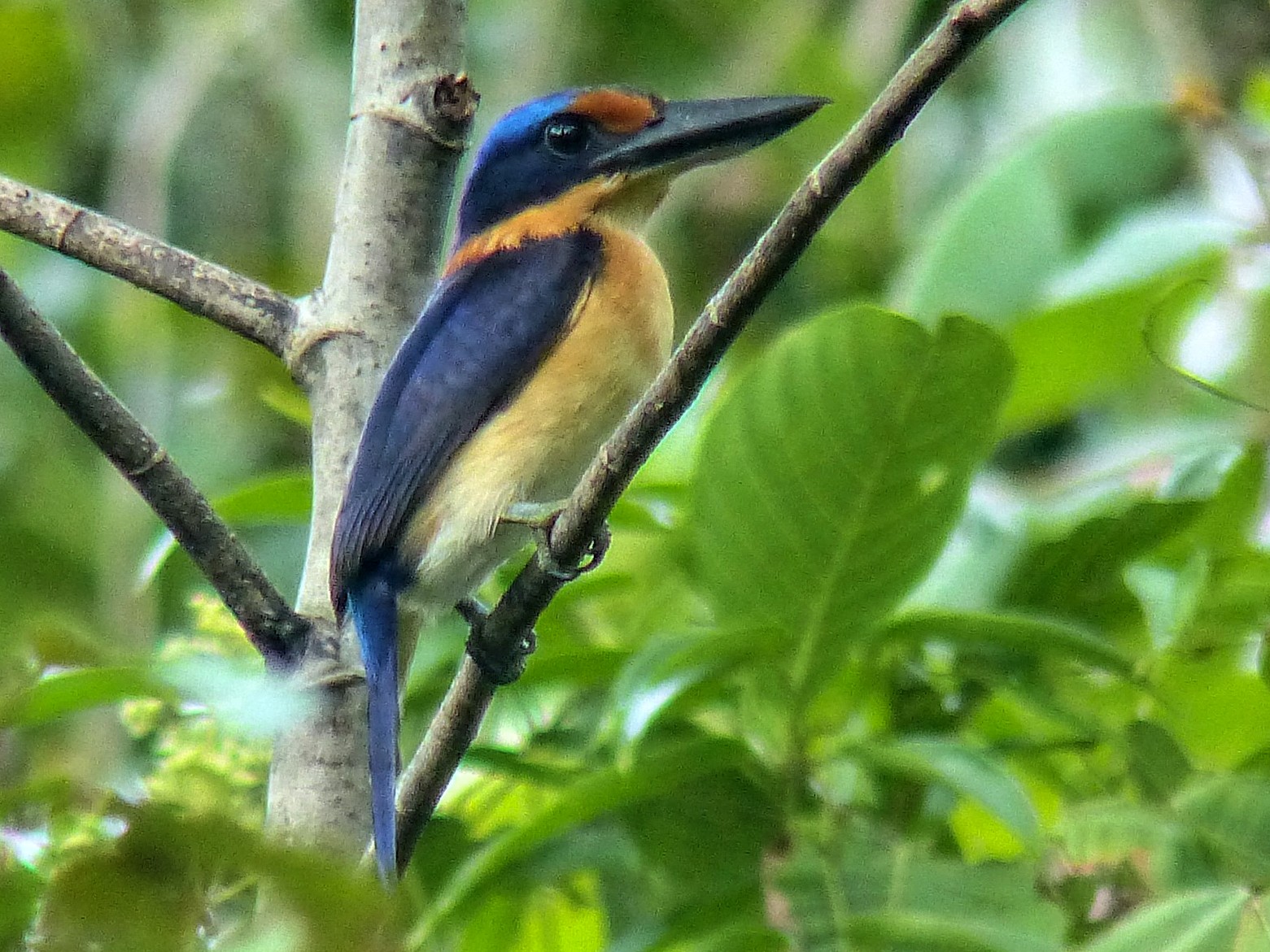 Rufous-lored Kingfisher - eBird