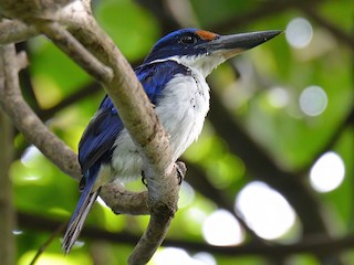 Rufous-lored Kingfisher - eBird