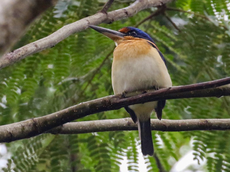 Rufous-lored Kingfisher - eBird
