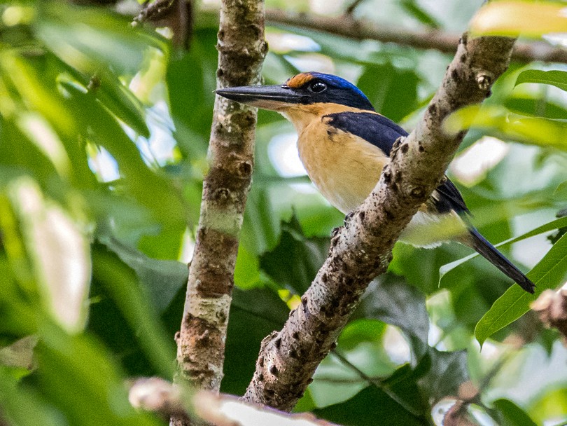 Rufous-lored Kingfisher - eBird