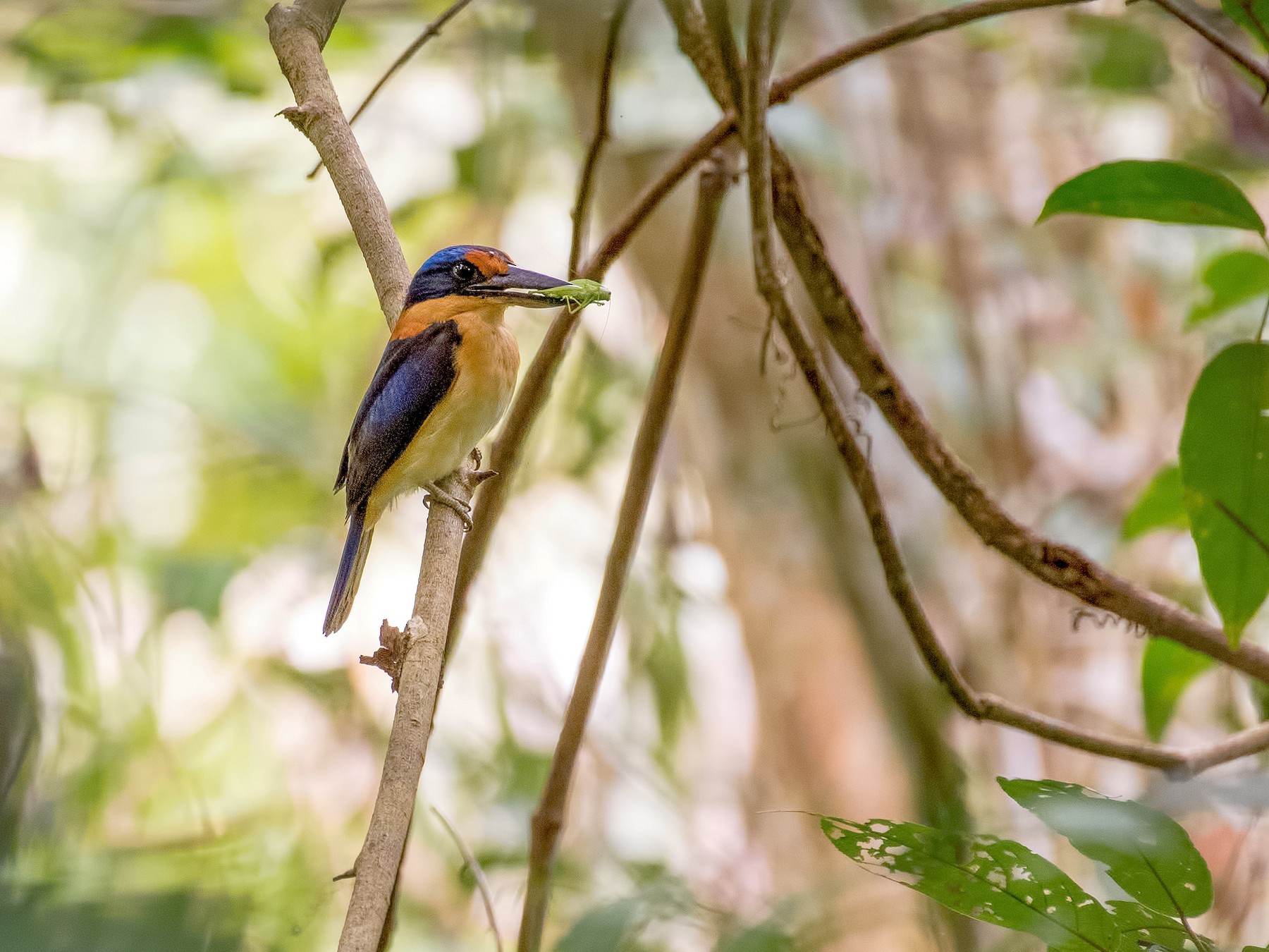 Rufous-lored Kingfisher - eBird