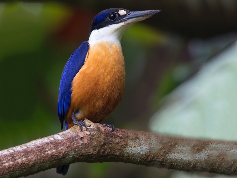Vanuatu Kingfisher - eBird