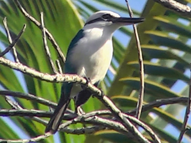 Marquesas Kingfisher - eBird