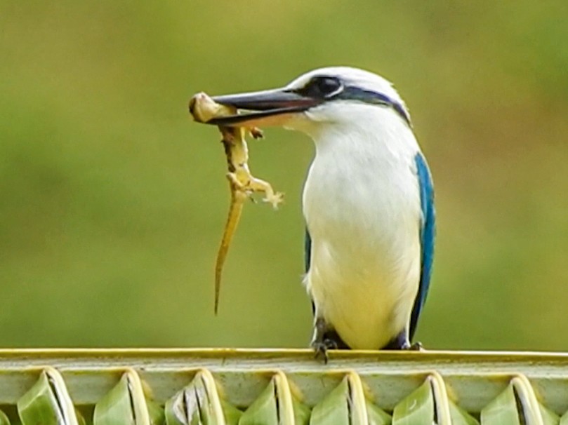 Marquesas Kingfisher - eBird