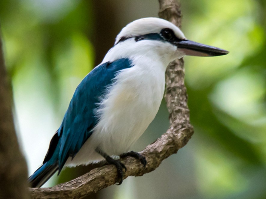 Alción de las Marquesas - eBird