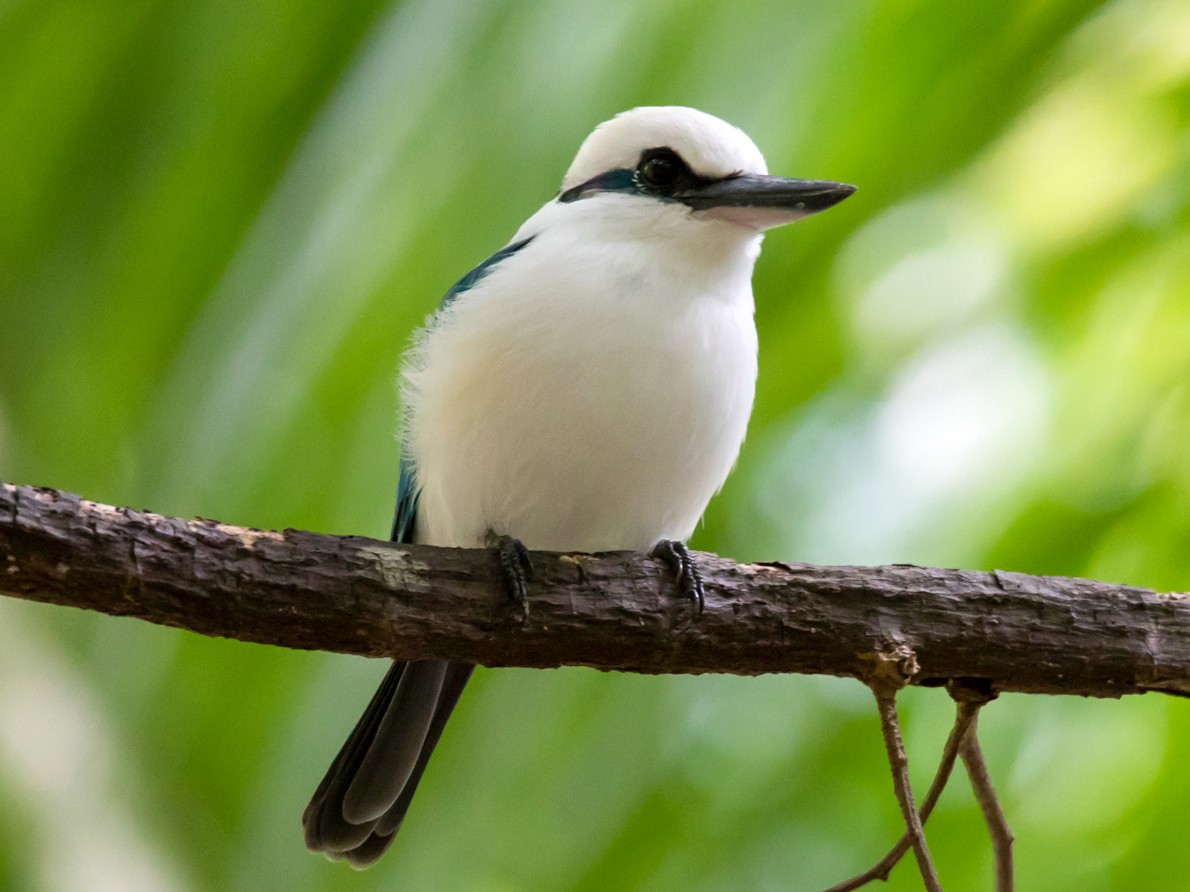 Marquesas Kingfisher - eBird
