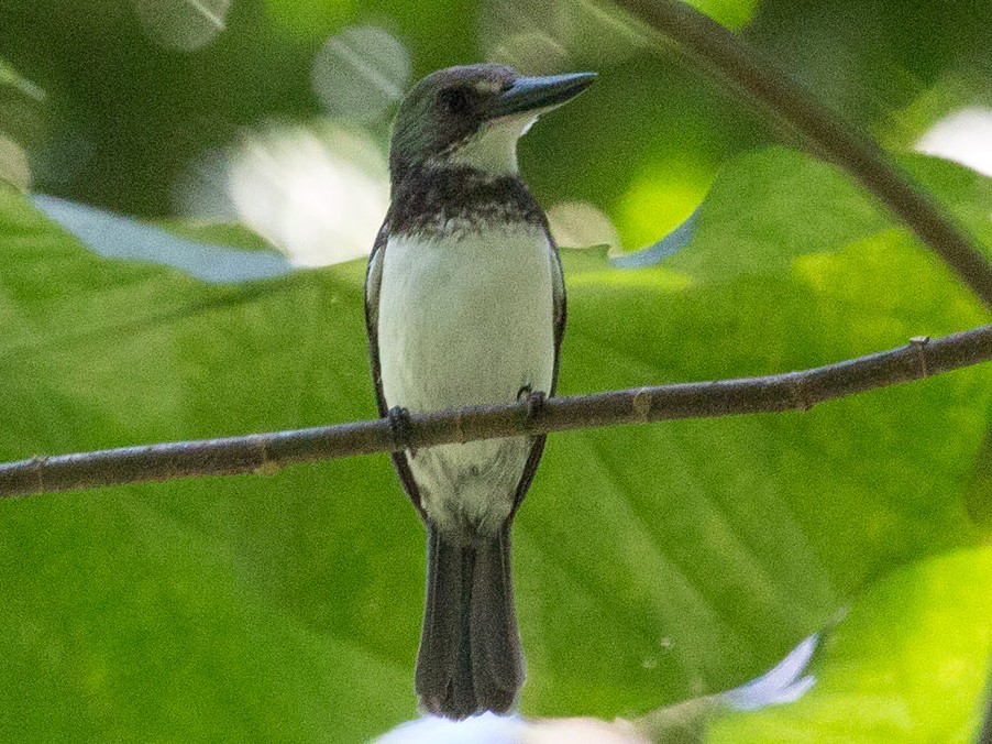 Martin-chasseur vénéré - eBird