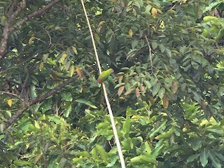 Camiguin Hanging-Parrot - Loriculus camiguinensis - Birds of the World