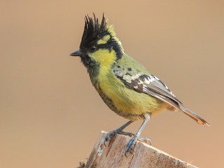 Indian Yellow Tit - Machlolophus aplonotus - Birds of the World