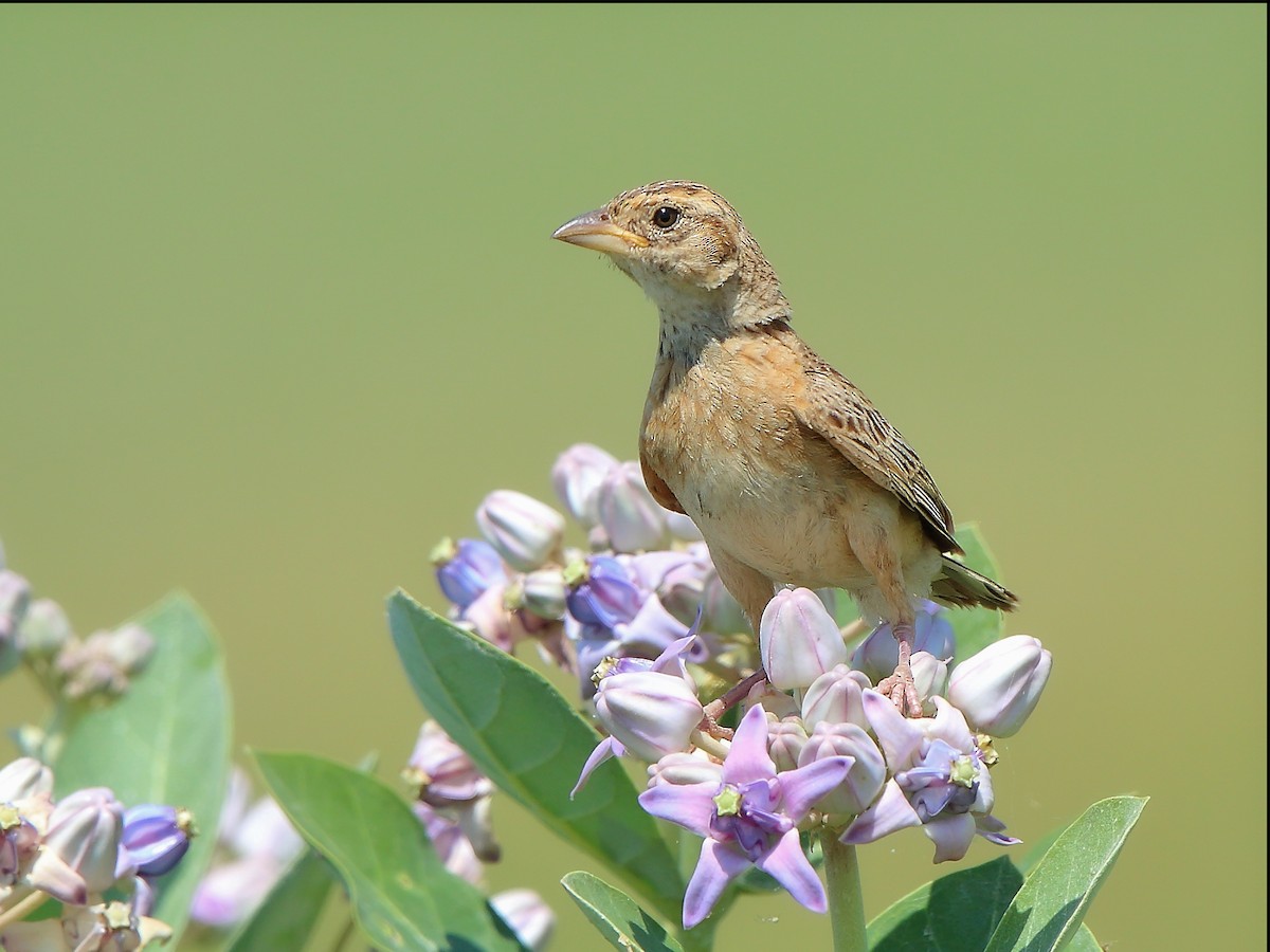 Singing Bushlark - Mirafra javanica - Birds of the World