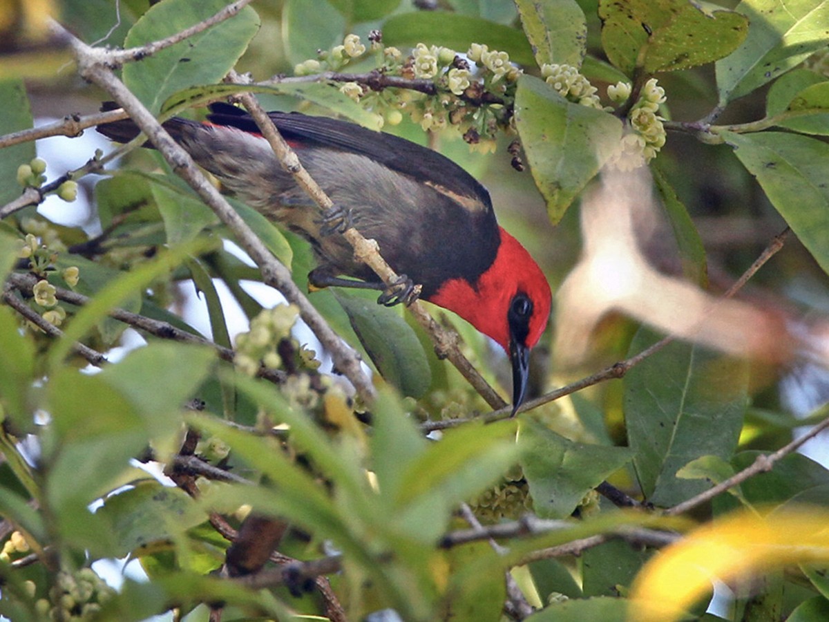 Sumba Myzomela - Myzomela dammermani - Birds of the World