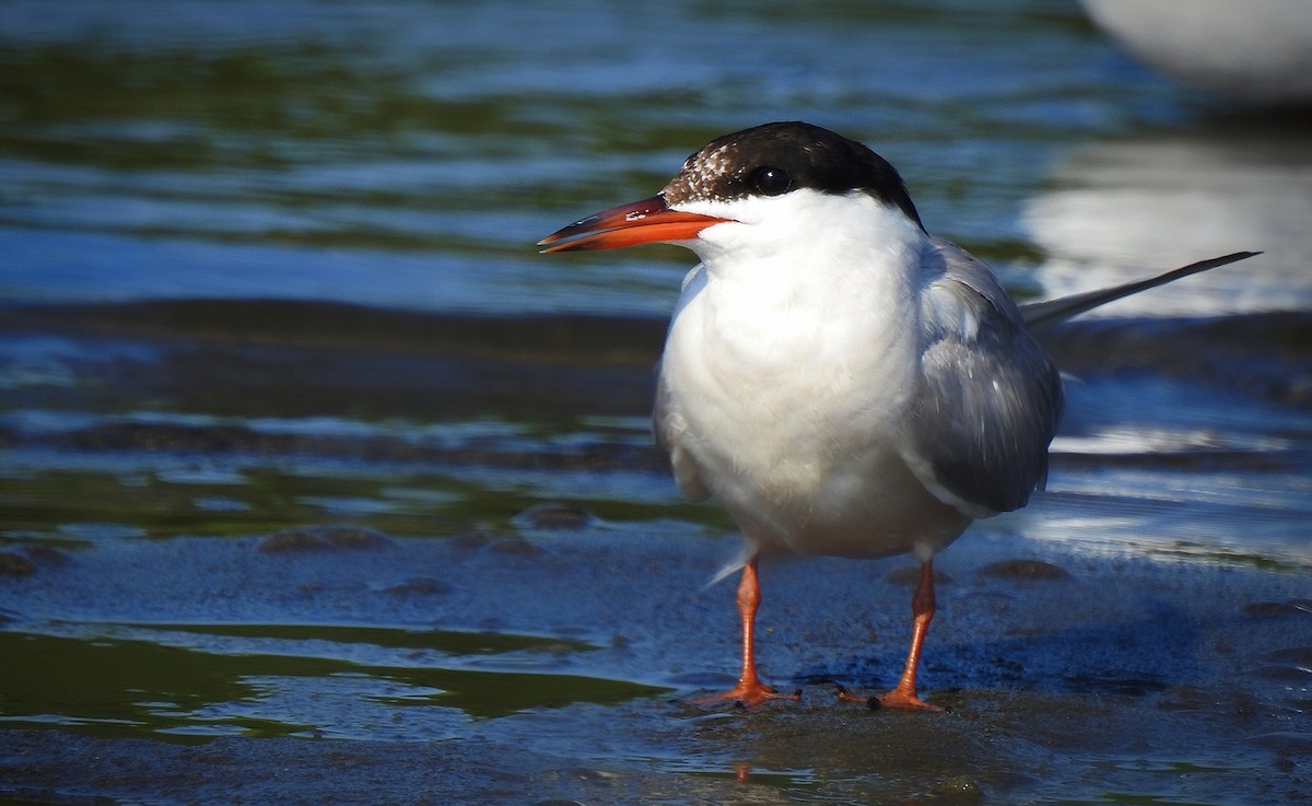 Common/Arctic Tern - eBird