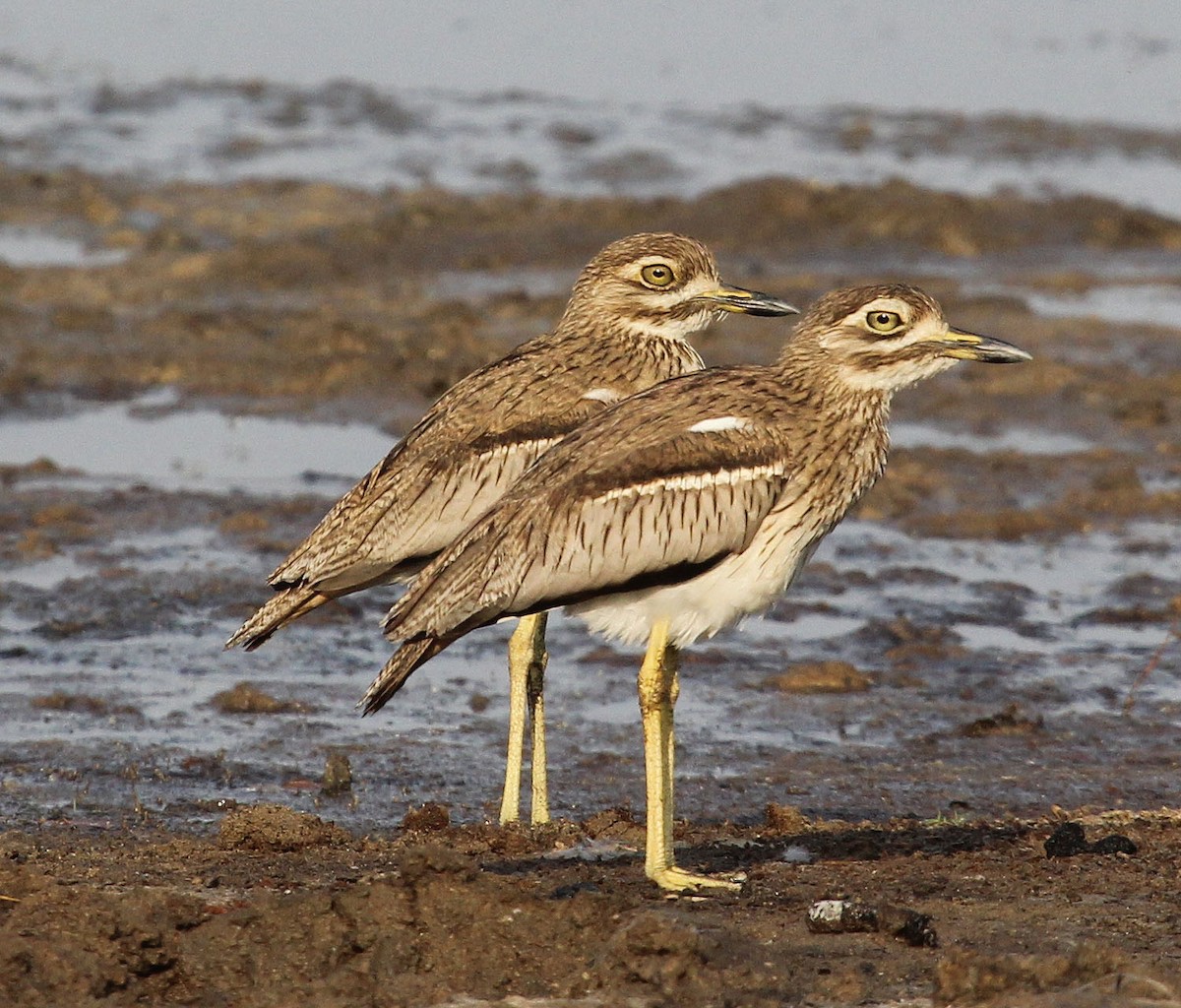eBird Checklist - 9 Sep 2014 - **DO NOT USE** Ndumo GR (General area ...