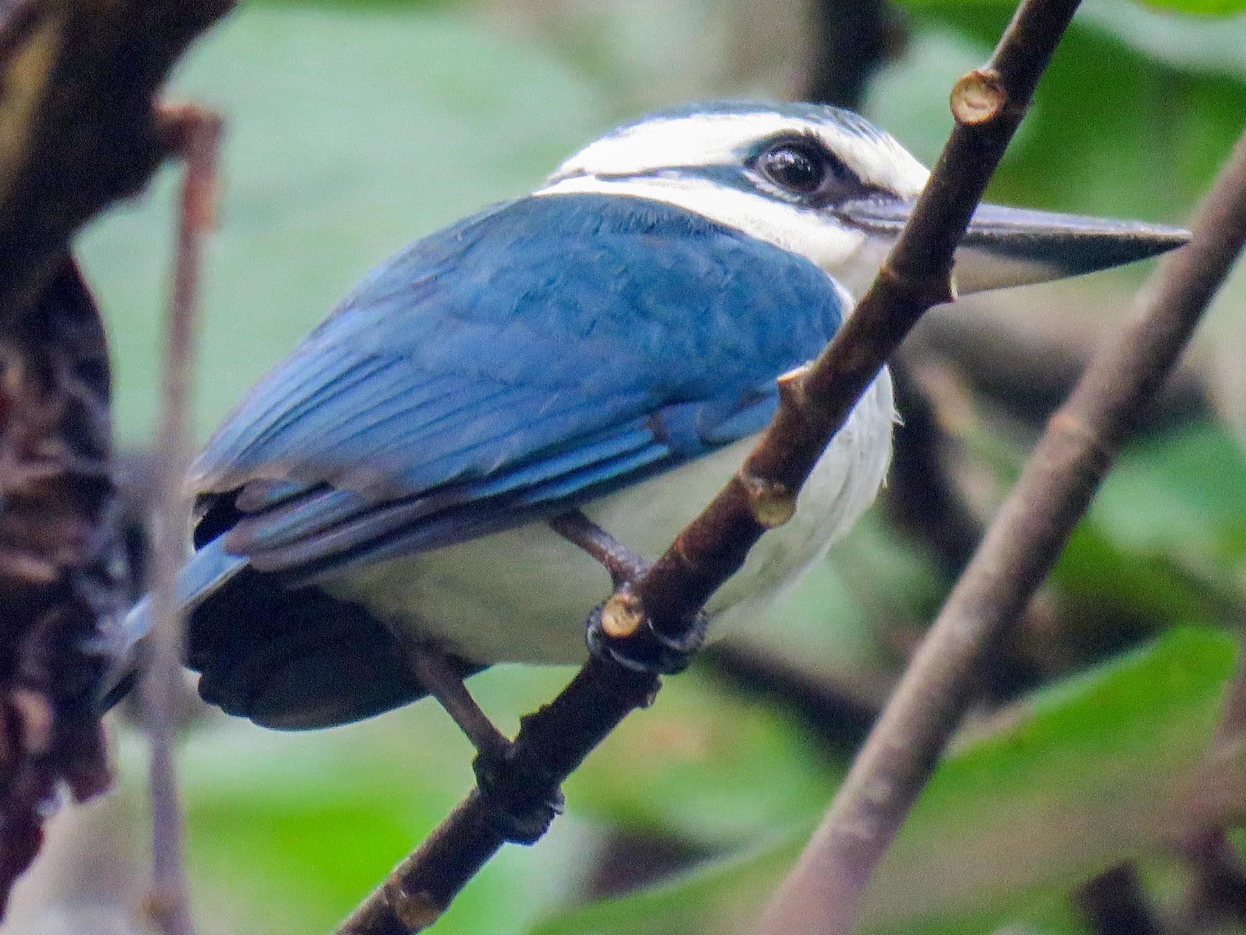 Chattering Kingfisher - eBird