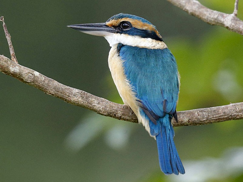 Pacific Kingfisher - eBird