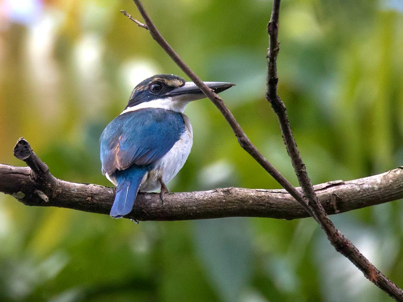 Pacific Kingfisher - eBird