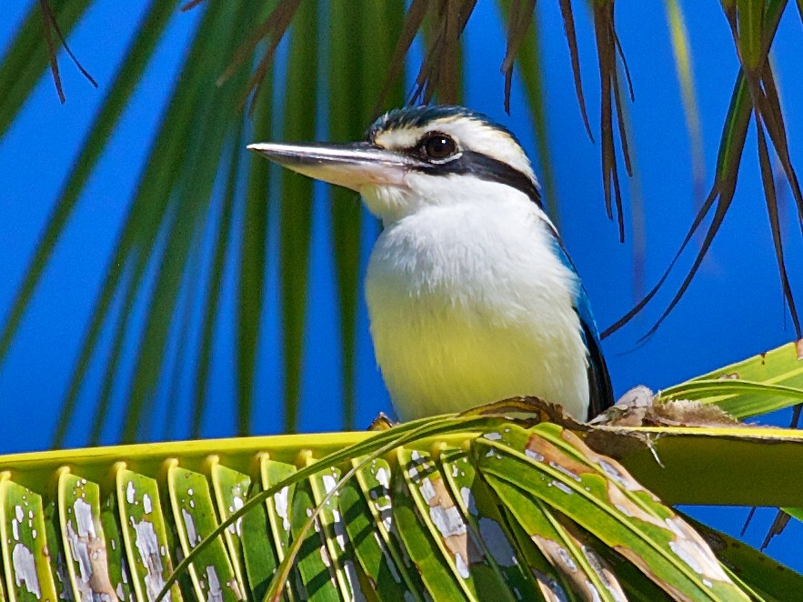 Pacific Kingfisher - eBird