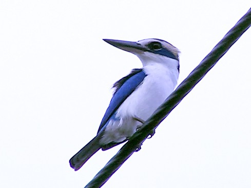Pacific Kingfisher - eBird