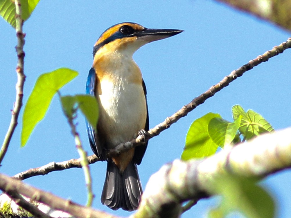 Pacific Kingfisher - eBird