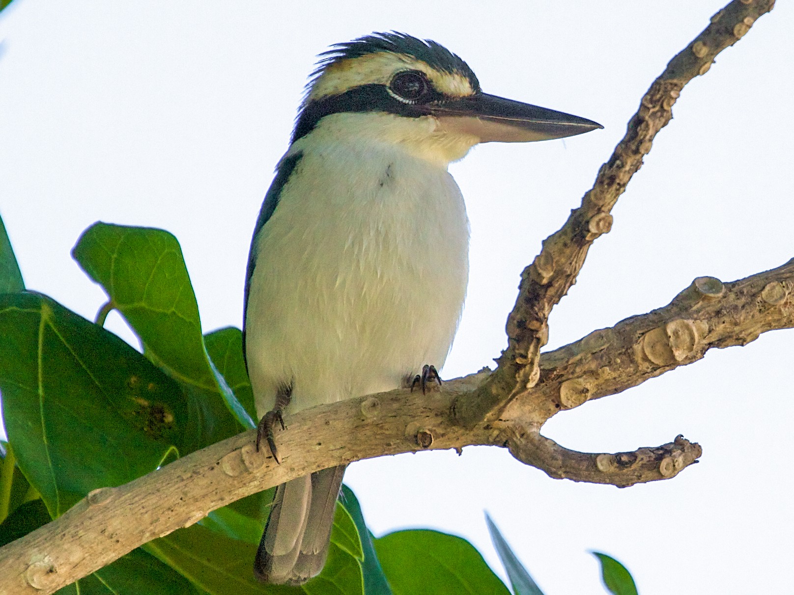 Pacific Kingfisher - eBird