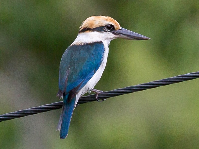 Palau Kingfisher - eBird