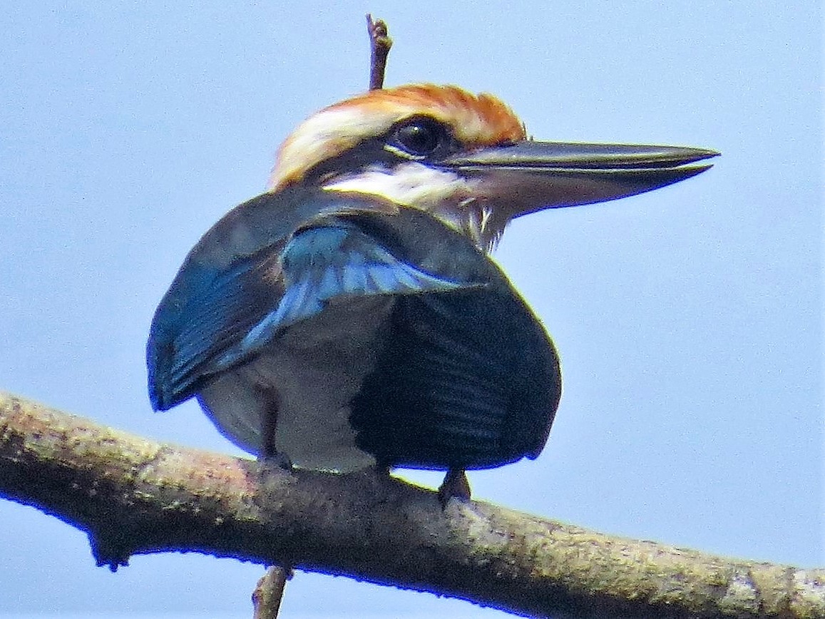 Palau Kingfisher - eBird